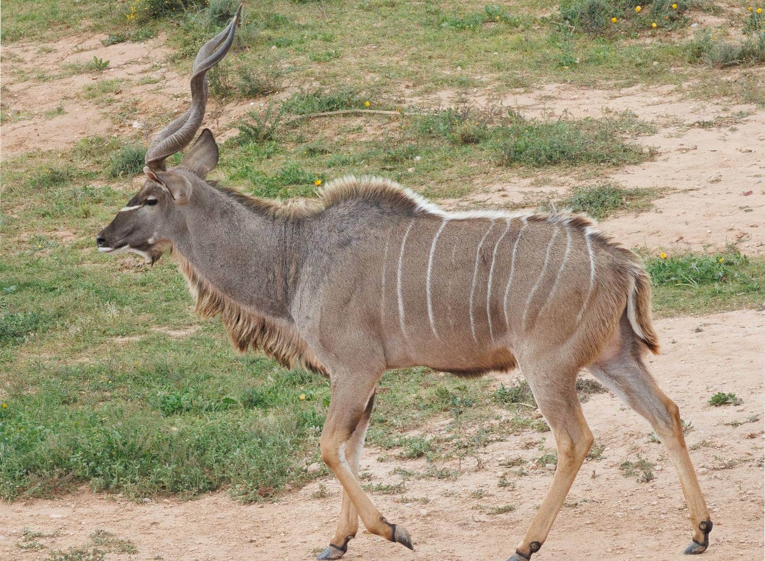 Lake Bogoria Kenya - Wild Sights Safaris